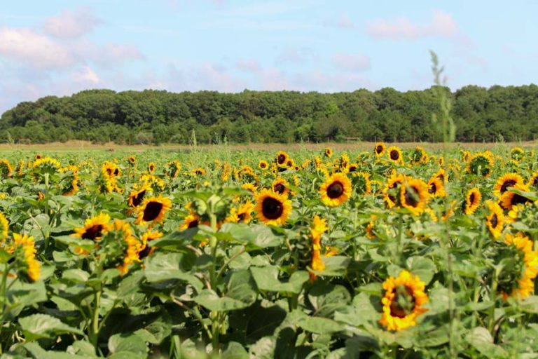 Best Sunflower Fields In Long Island, NY 2024 - From a Local - She ...