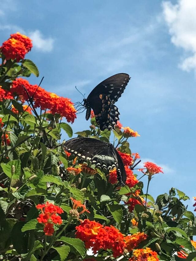 Beautiful Gardens on Long Island, NY - She Discovers the World